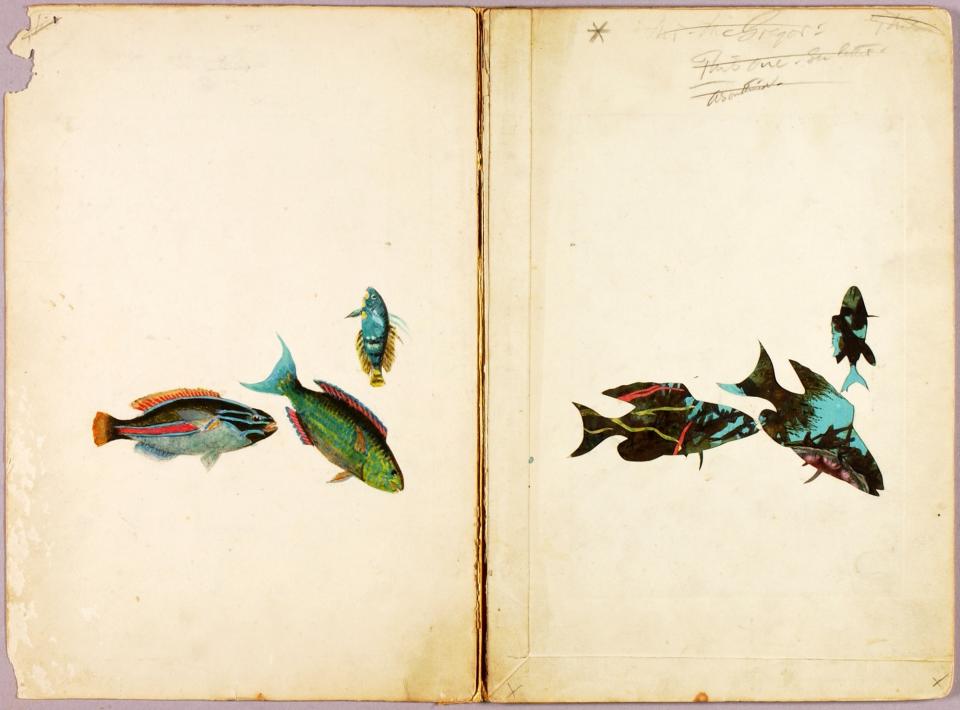 FISH, study folder for book Concealing Coloration in the Animal Kingdom ...