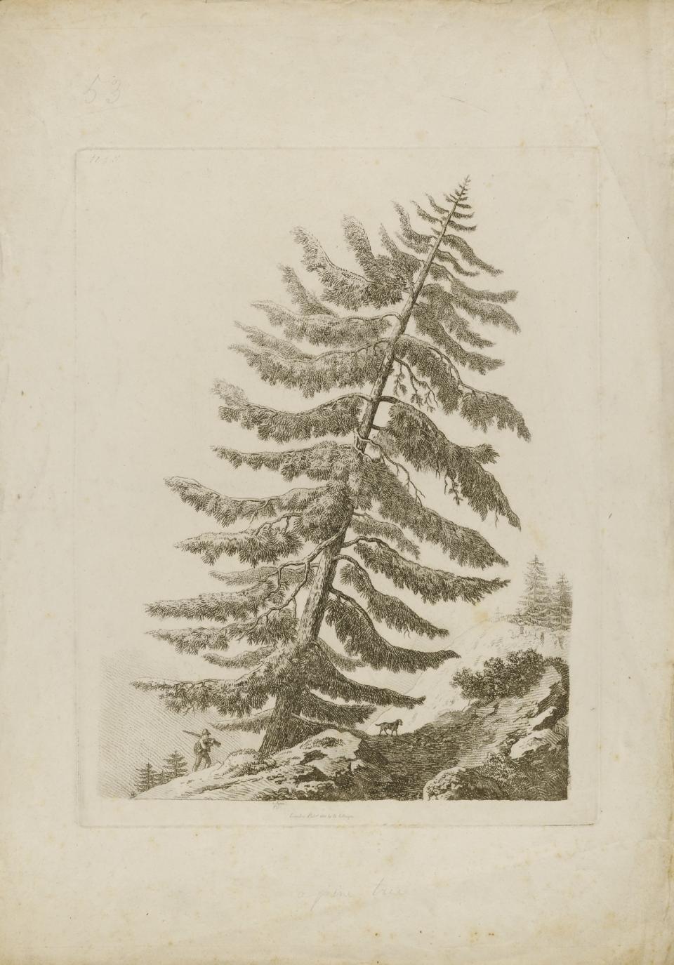 A Pine Tree | Smithsonian American Art Museum