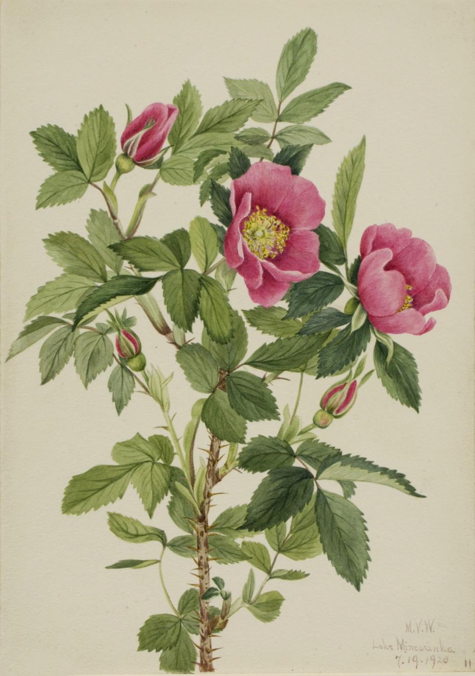 Bourgeau Rose (Rosa bourgeauiana) | Smithsonian American Art Museum