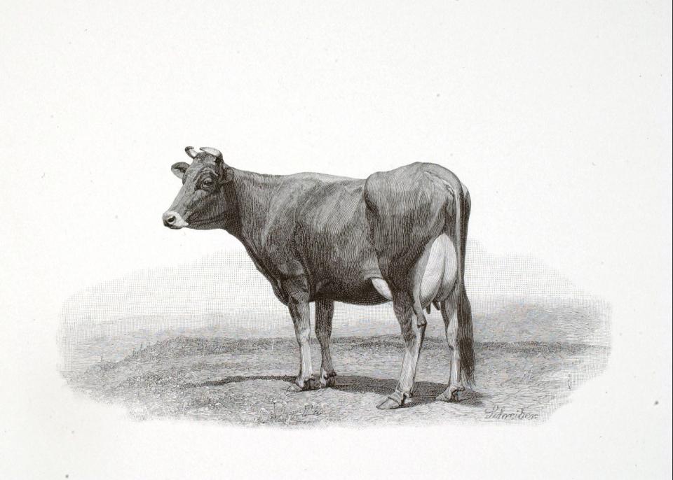 (Cow) | Smithsonian American Art Museum