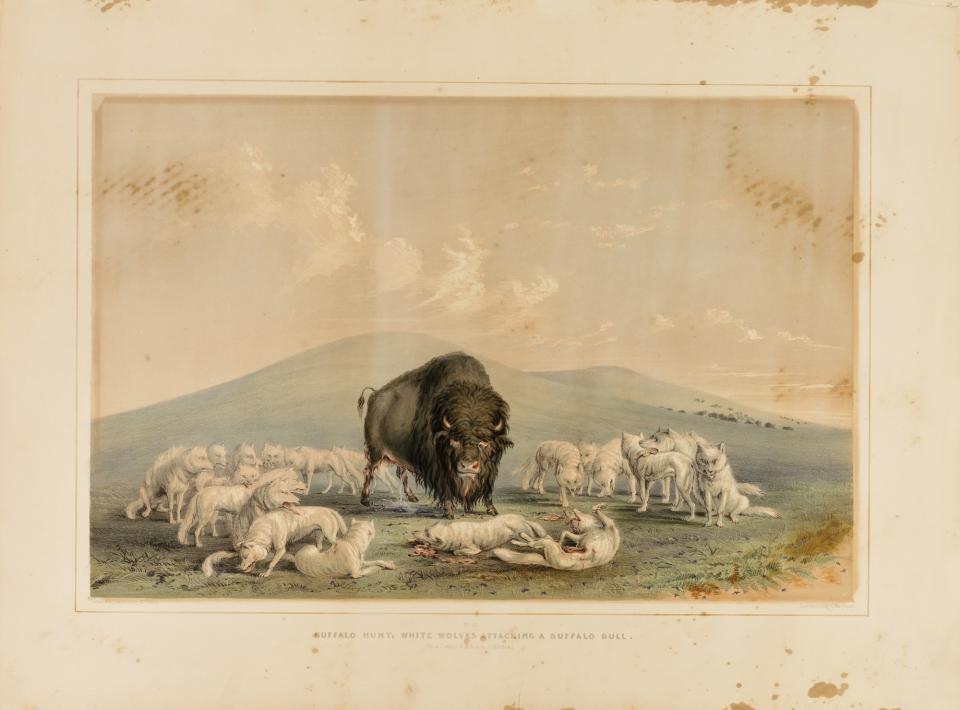 Buffalo Hunt, White Wolves Attacking a Buffalo Bull--no. 10 ...