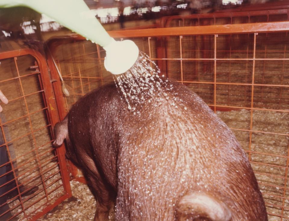 Pig, Nebraska State Fair, Lincoln, Nebraska, from the portfolio ...