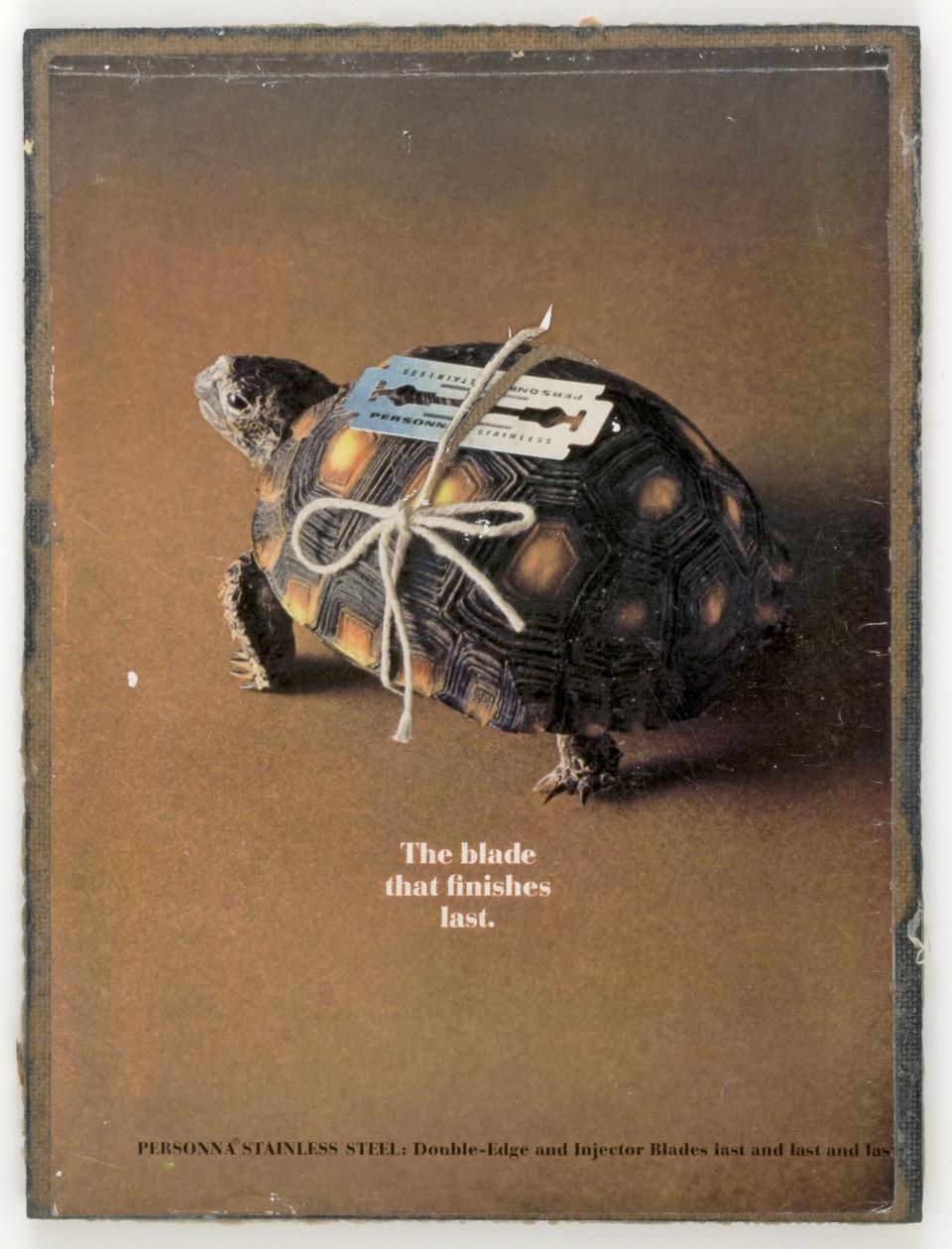 Untitled (turtle with double-edged razor) | Smithsonian American Art Museum