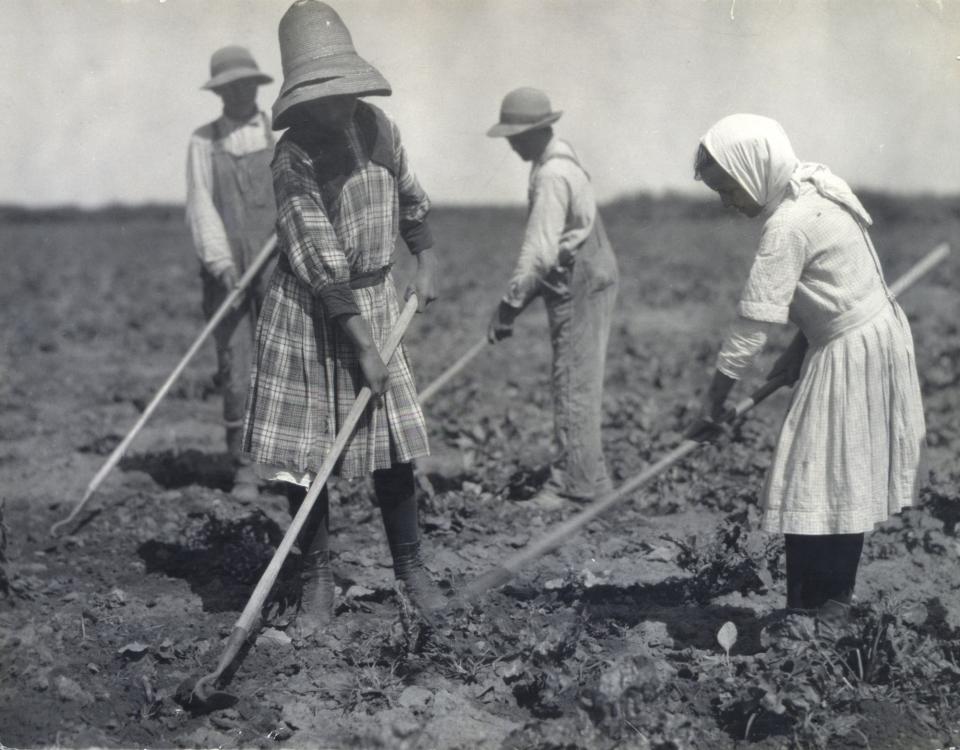 Young Russian Immigrants Hoeing Sugar Beets, Colorado | Smithsonian ...