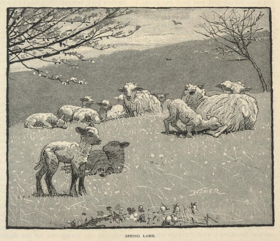 Spring Lamb, from Scribner's Monthly, June 1880 | Smithsonian American ...