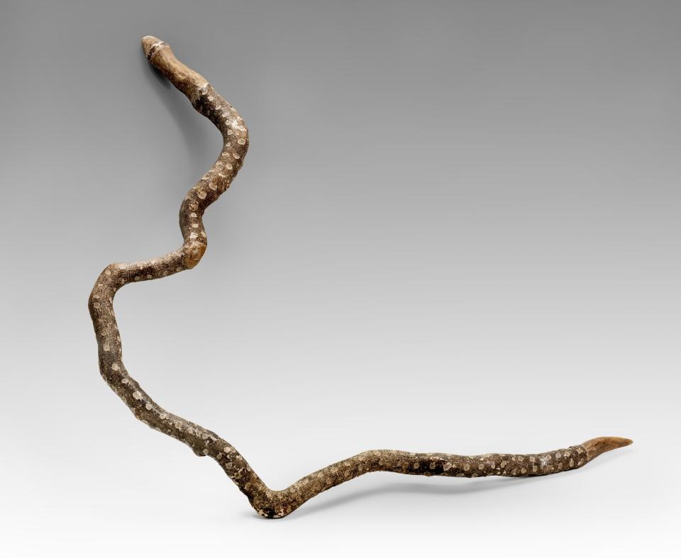 Untitled (Root Snake) | Smithsonian American Art Museum