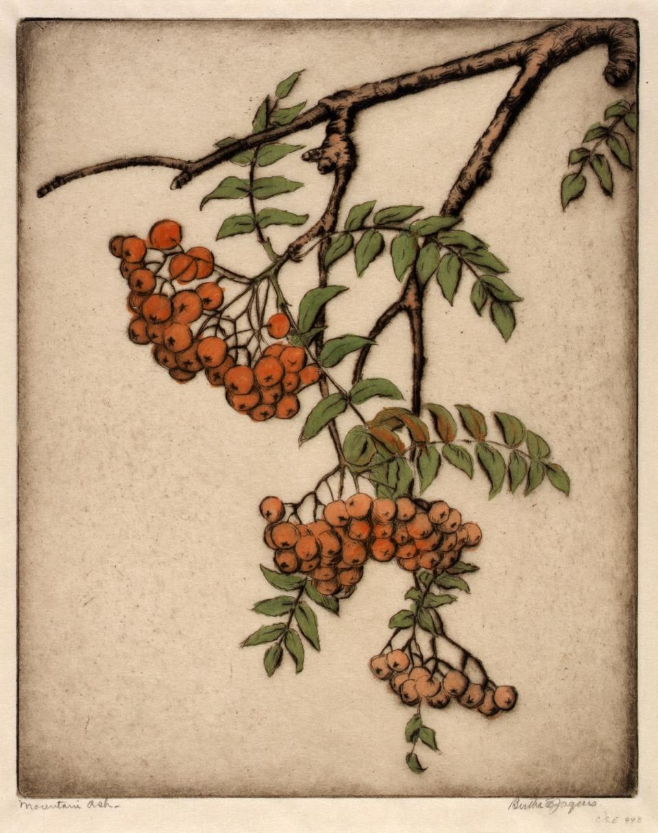 Mountain Ash | Smithsonian American Art Museum
