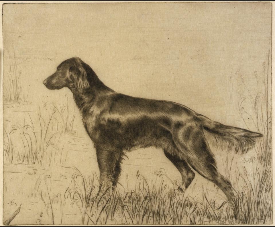 Irish Setter | Smithsonian American Art Museum