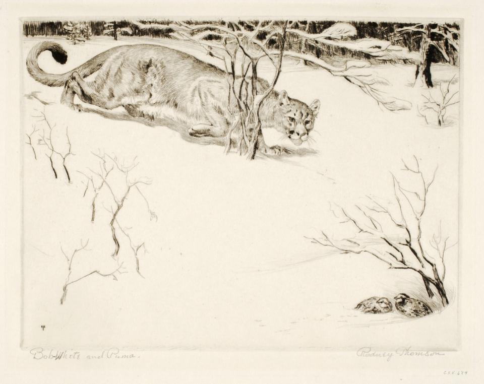 Bob-white and Puma | Smithsonian American Art Museum