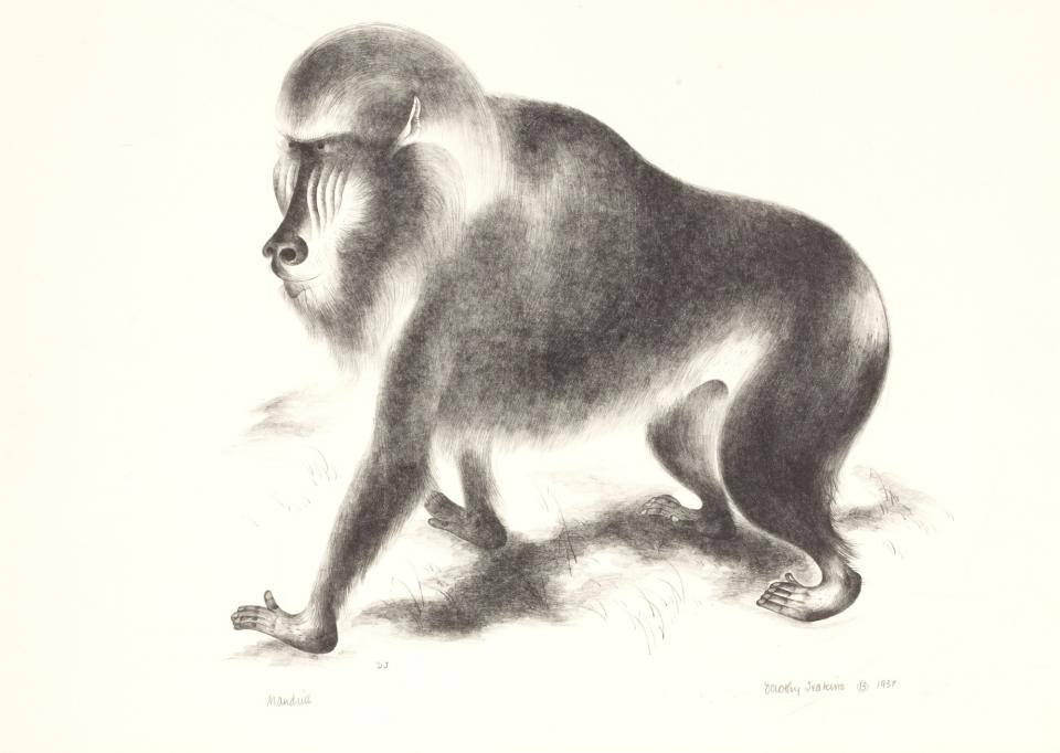 Mandril | Smithsonian American Art Museum