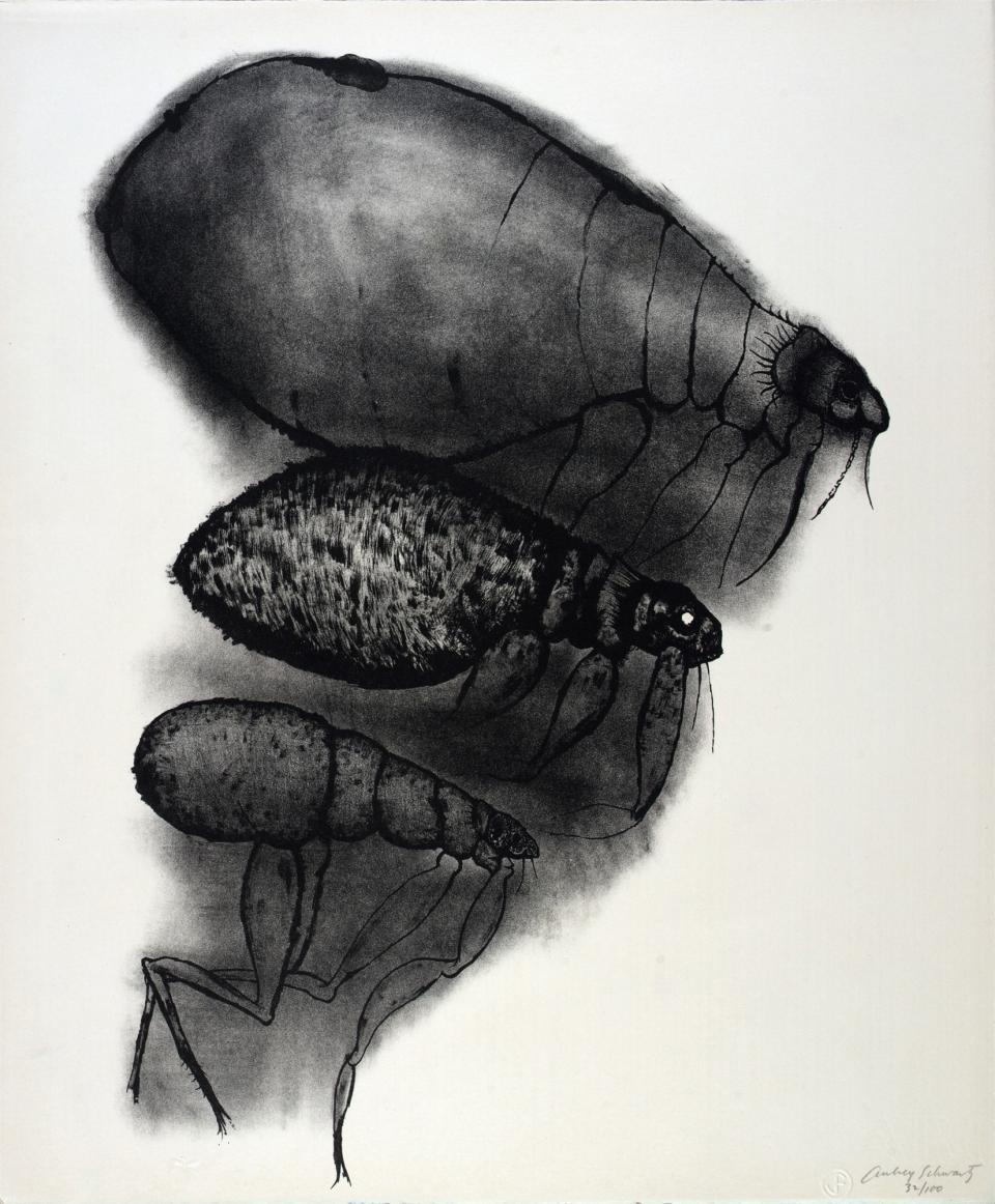 (A Bestiary, portfolio) The Song of the Flea | Smithsonian American Art ...