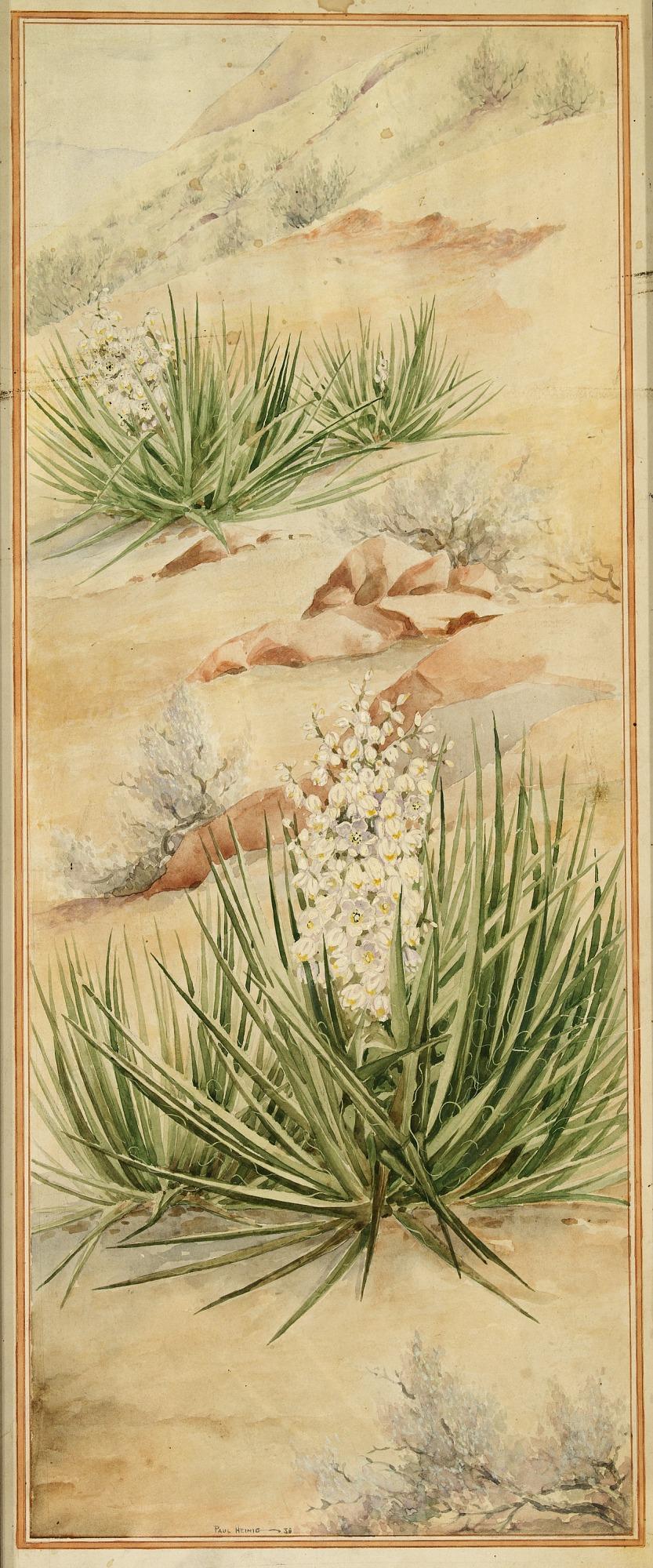 Yucca Plants | Smithsonian American Art Museum