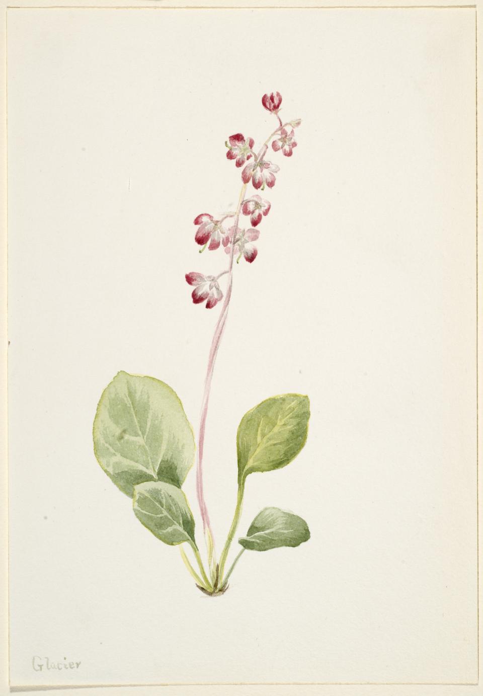Showy Pyrolla (Pyrola asarifolia) | Smithsonian American Art Museum