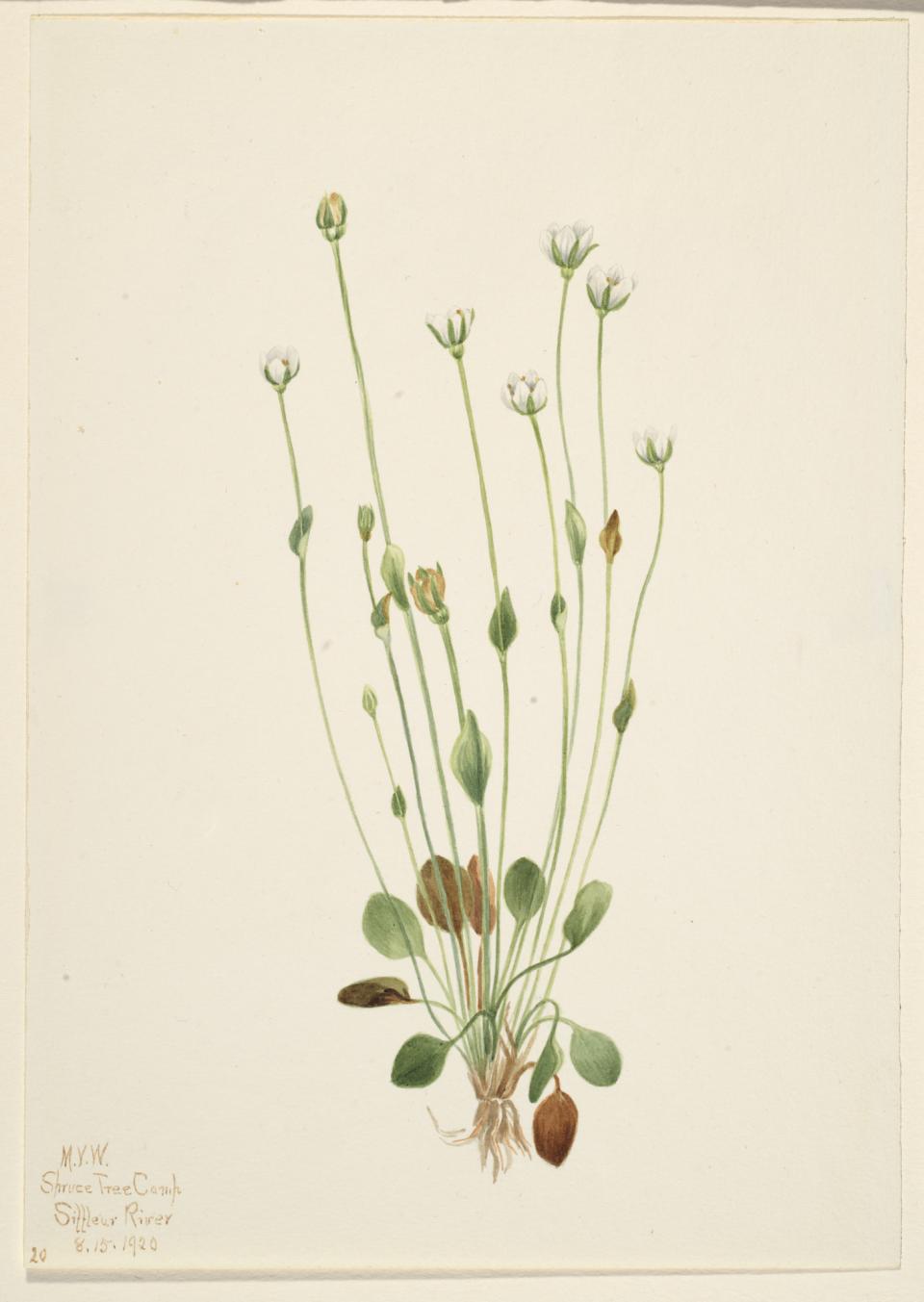 Gray Ragwort (Senecio canus) | Smithsonian American Art Museum