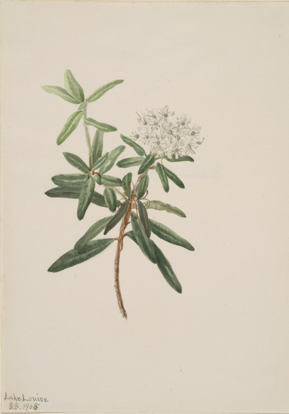 Labrador Tea (Ledum groenlandicum) | Smithsonian American Art Museum