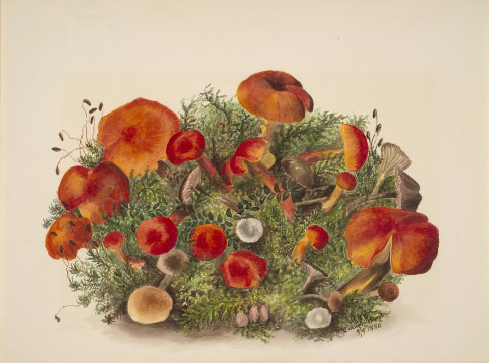 (Untitled--Study of Mushrooms) | Smithsonian American Art Museum