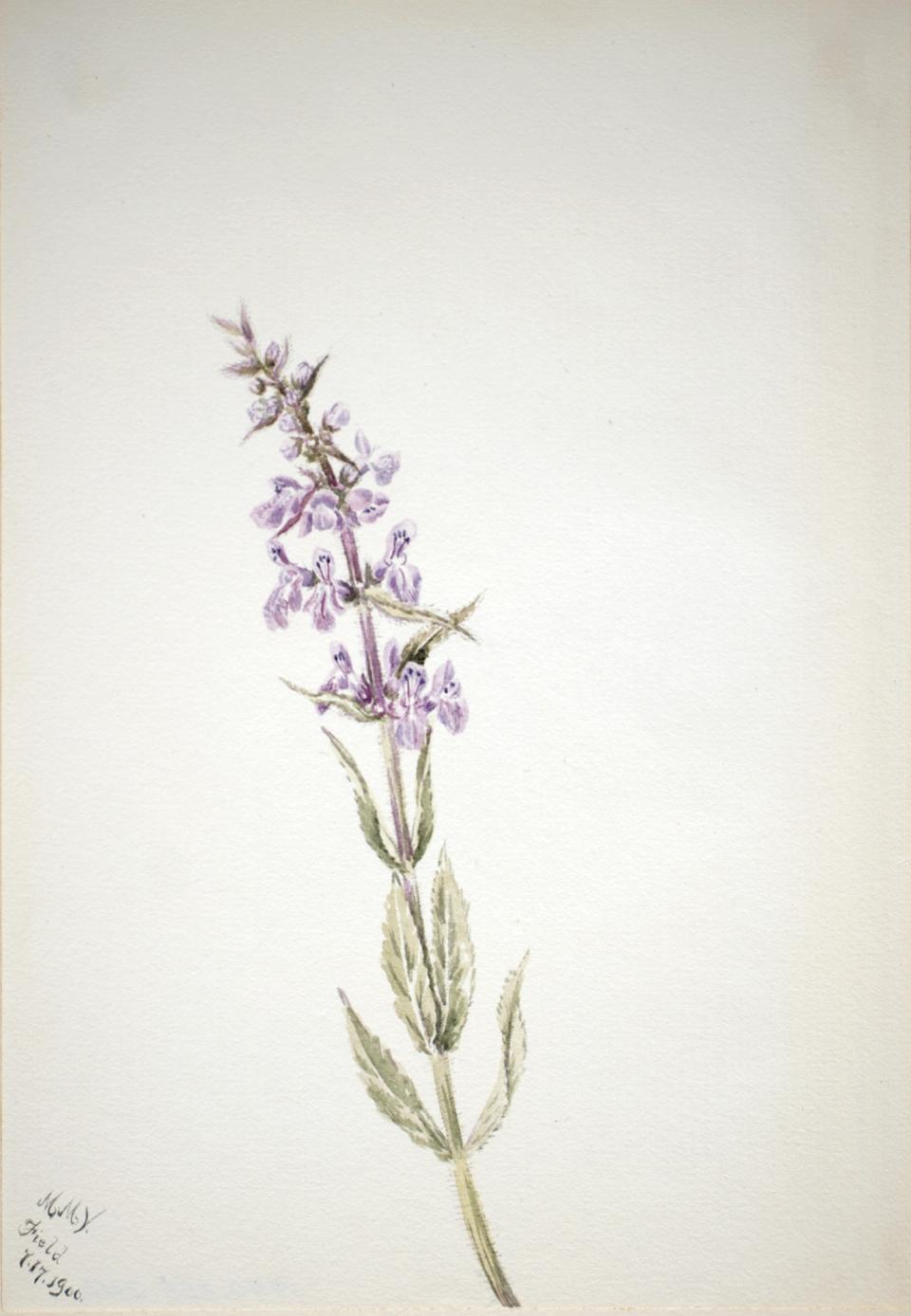 Untitled--Flower Study | Smithsonian American Art Museum
