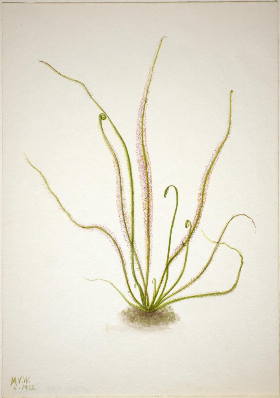Thread Leaf Sundew (Drosera rotundifolia) | Smithsonian American Art Museum