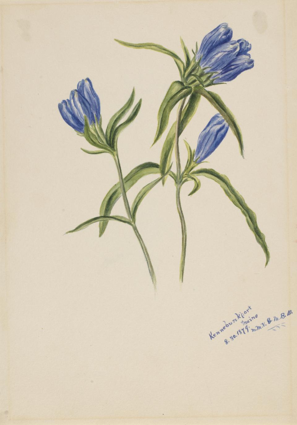 Closed Gentian (Gentiana andrewskii) | Smithsonian American Art Museum