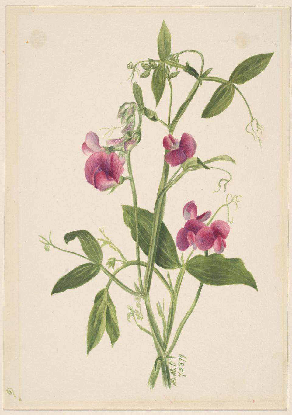 (Untitled--Flower Study) | Smithsonian American Art Museum
