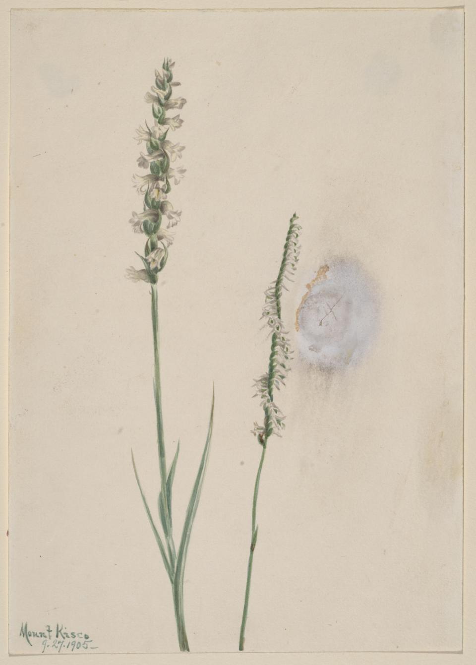 Nodding Ladies-Tresses (Ibidium cernum) | Smithsonian American Art Museum