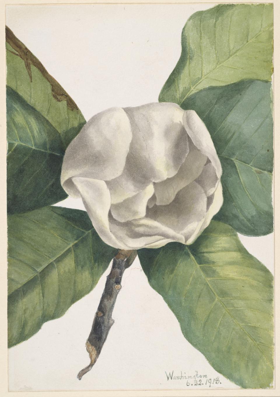 Southern Magnolia (Magnolia grandiflora) | Smithsonian American Art Museum