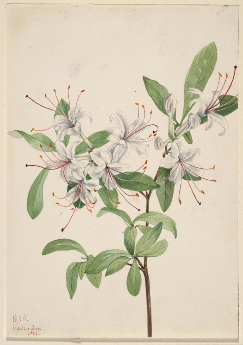 Sweet Azalea (Azalea arborescens) | Smithsonian American Art Museum