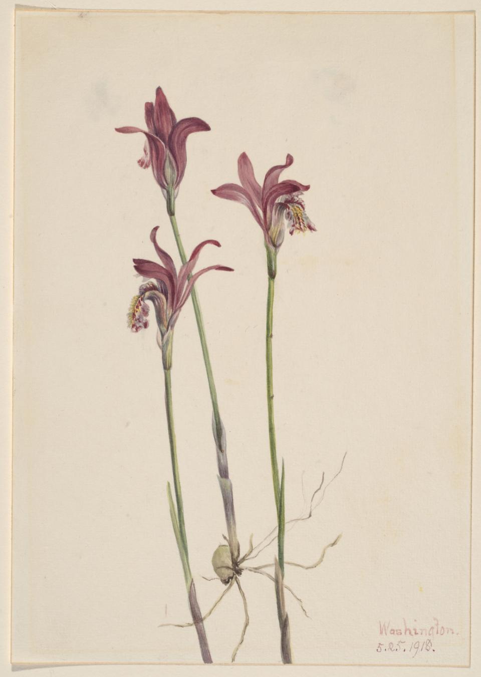 Arethusa (Arethusa bulbosa) | Smithsonian American Art Museum
