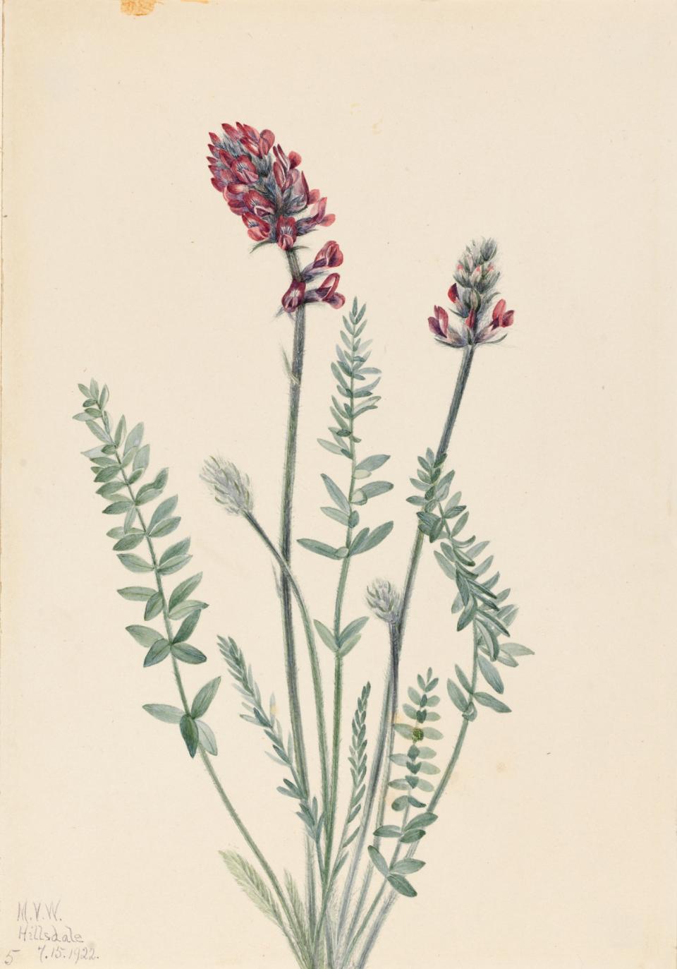 Showy Oxytrope (Oxytropis splendens) | Smithsonian American Art Museum