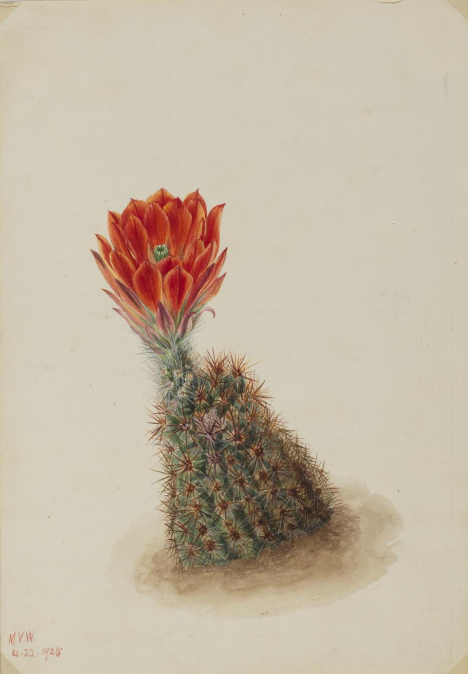 Lloyd's Strawberry Cactus (Echinocereus lloydii) | Smithsonian American ...