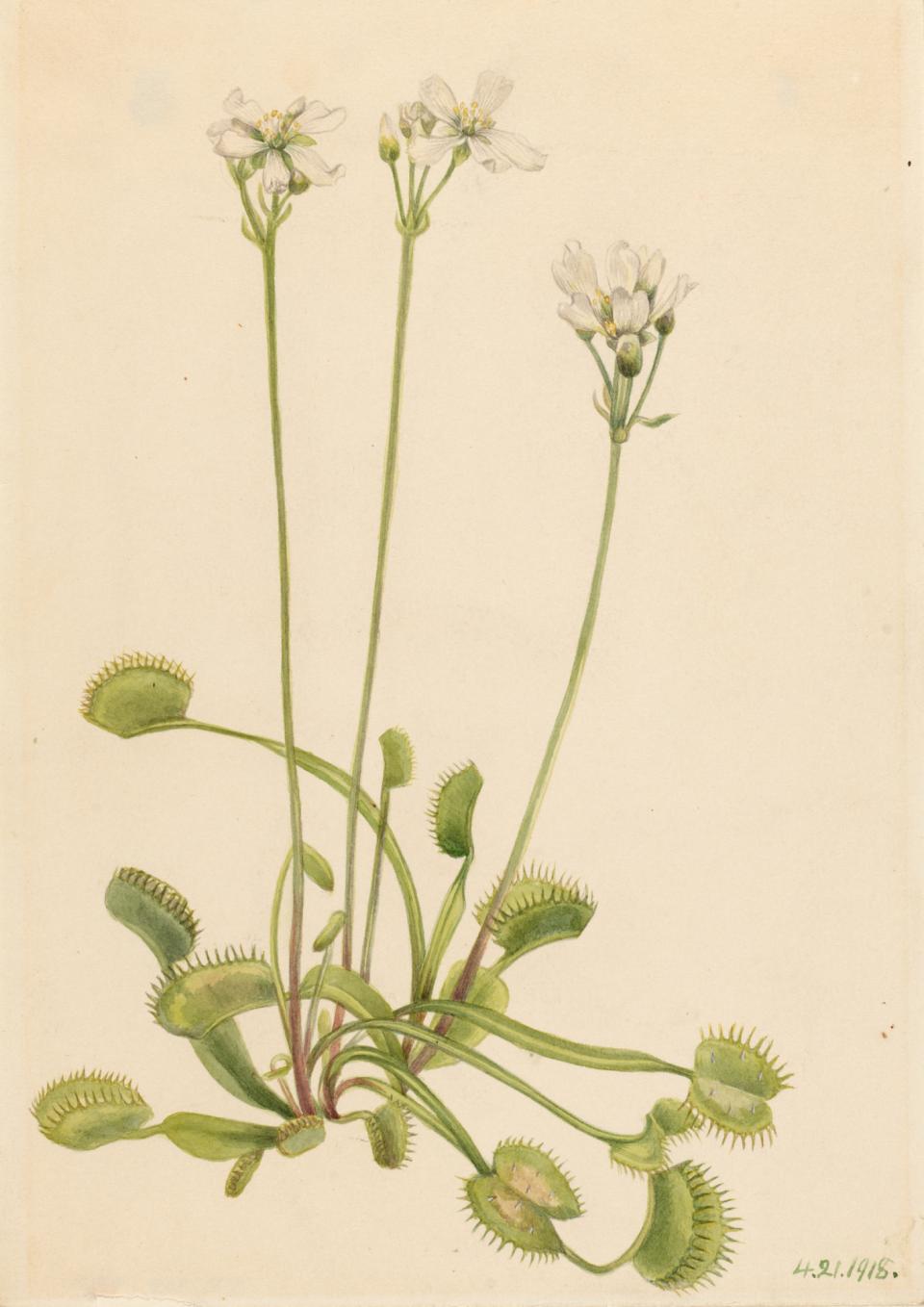 Venus Flytrap (Dionaea muscipula) | Smithsonian American Art Museum