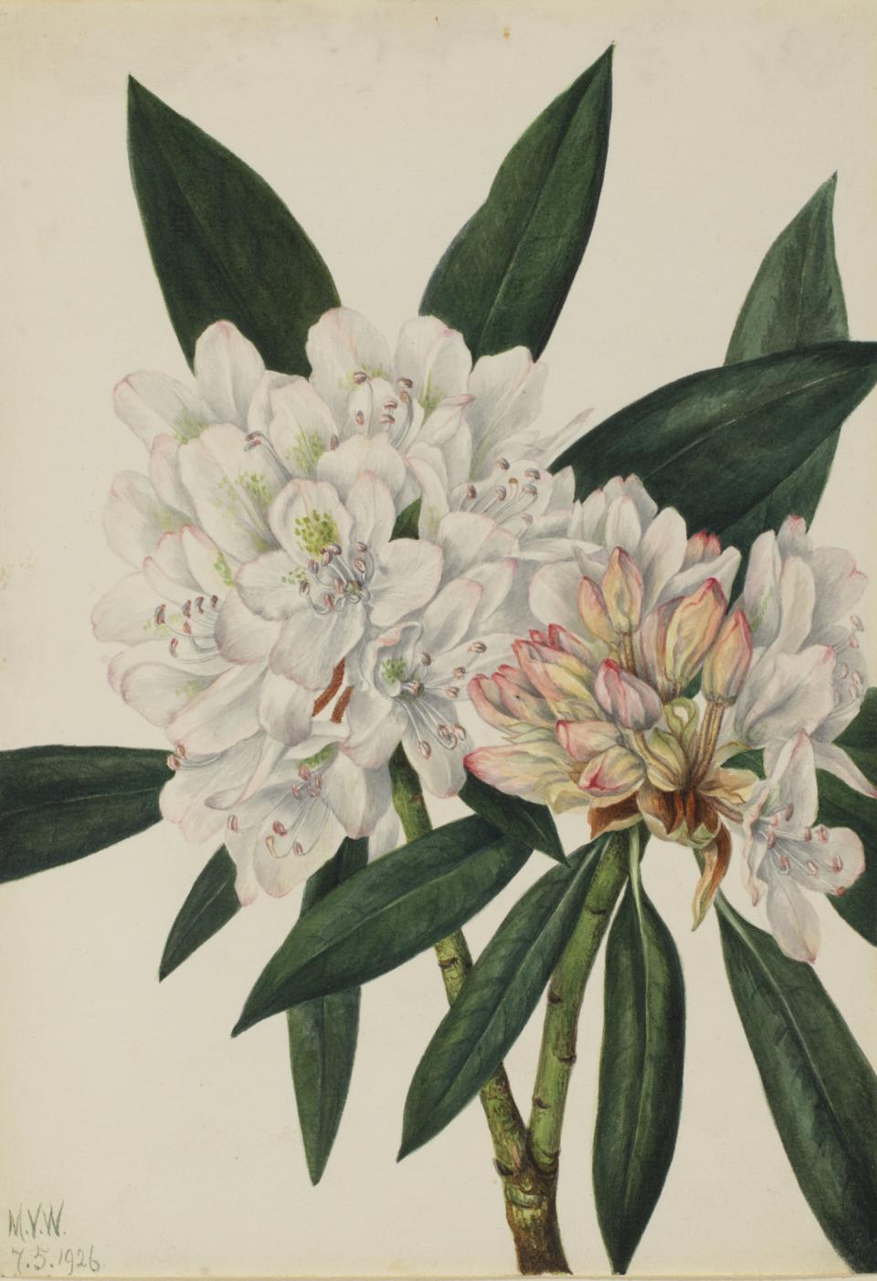 Rosebay Rhododendron (Rhododendron maximum) | Smithsonian American Art ...