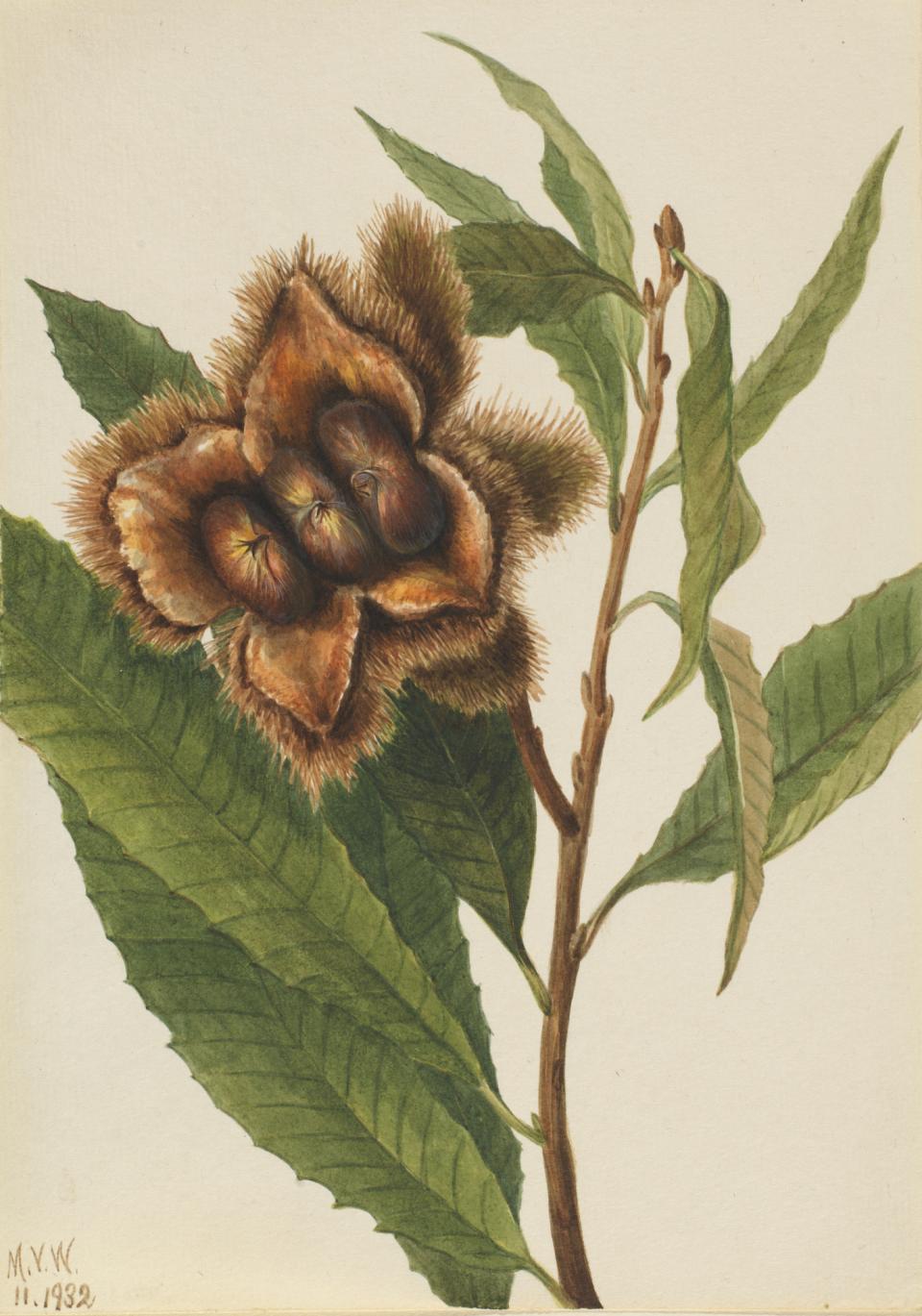 American Chestnut (Castanea dentata) | Smithsonian American Art Museum