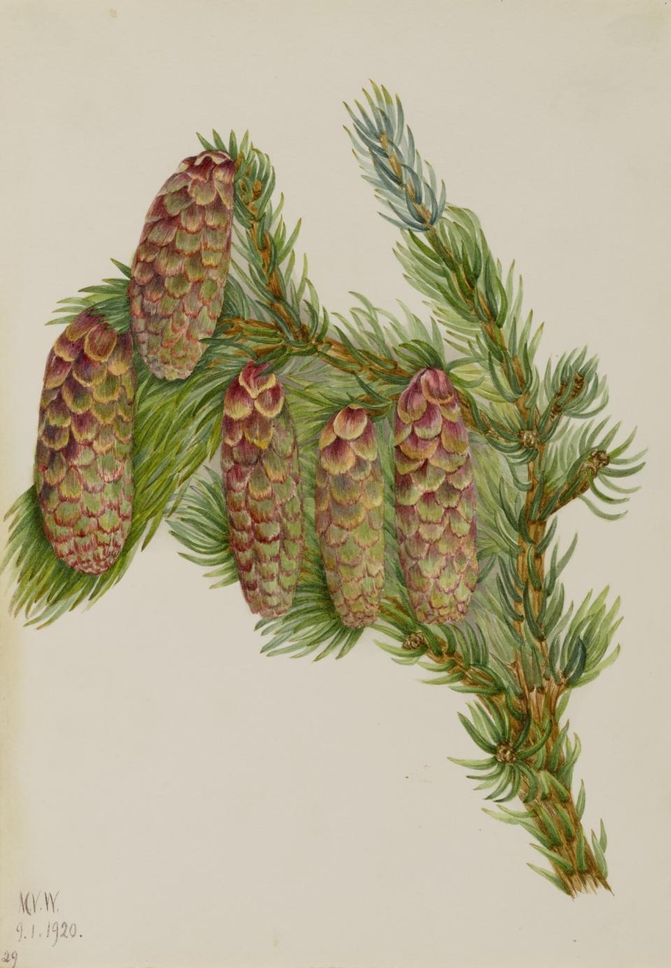 Engelmann Spruce (Picea engelmanni) | Smithsonian American Art Museum