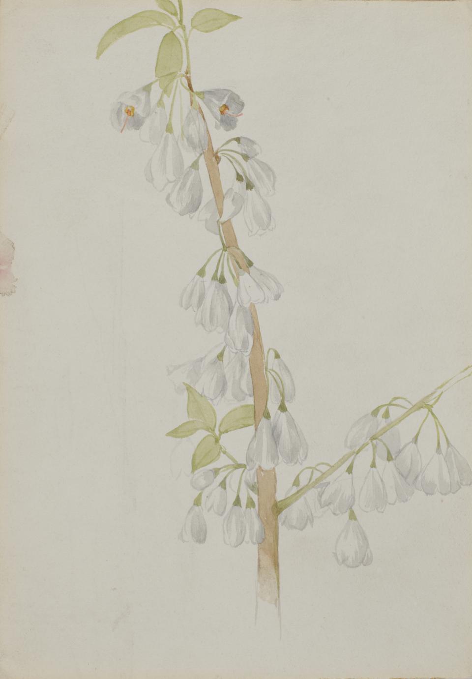 (Untitled--Flower Study) | Smithsonian American Art Museum