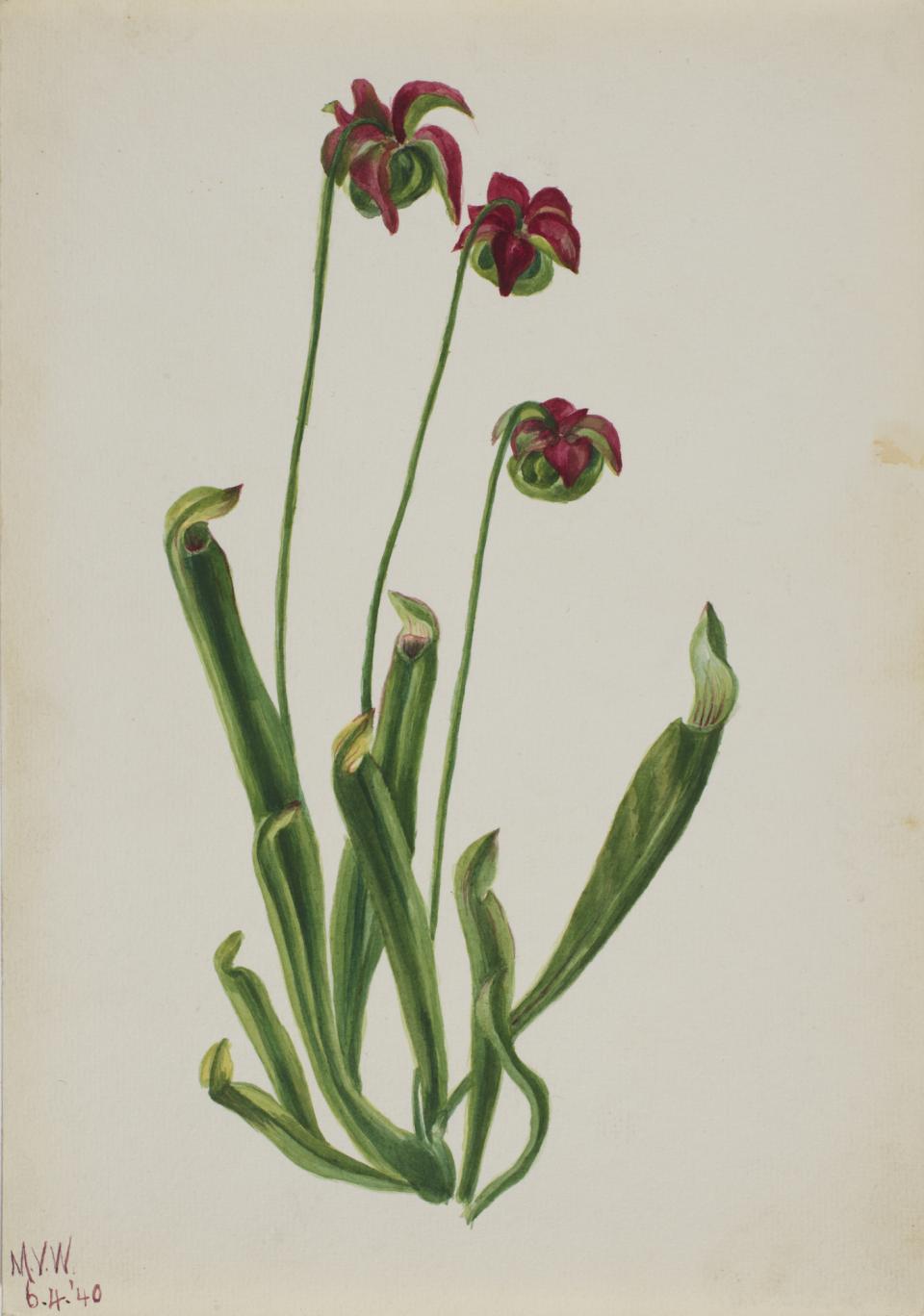 (Untitled--Flower Study) | Smithsonian American Art Museum