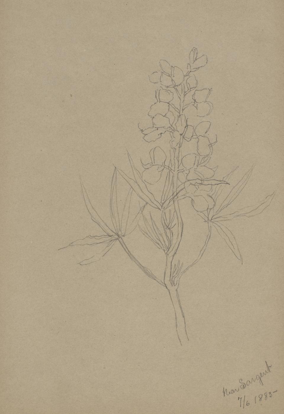 (Untitled--Flower Study) | Smithsonian American Art Museum
