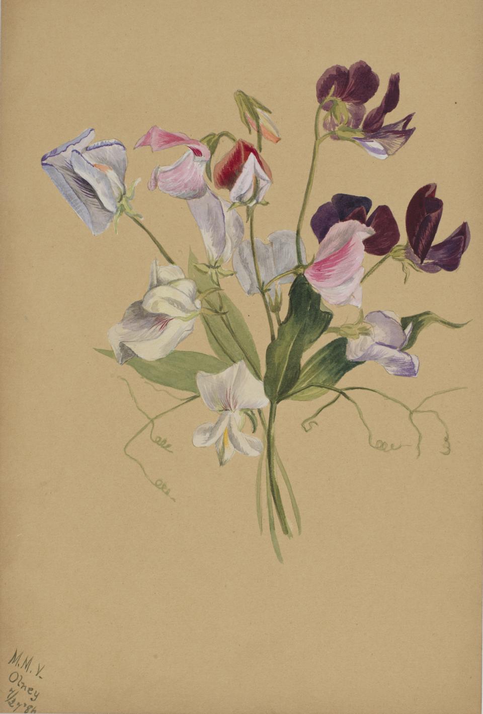 (Untitled--Flower Study) | Smithsonian American Art Museum