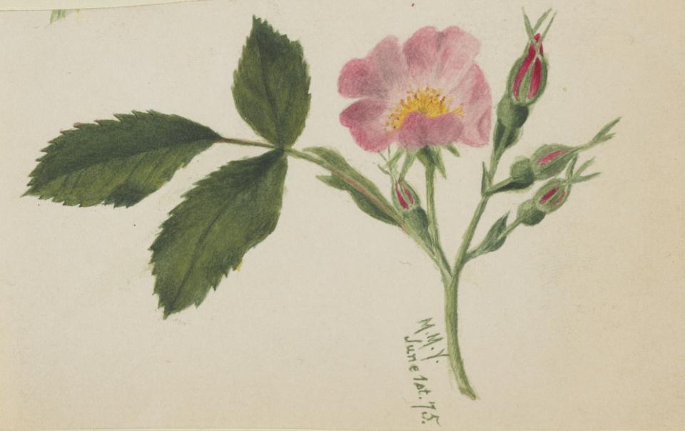 Pink Rose | Smithsonian American Art Museum