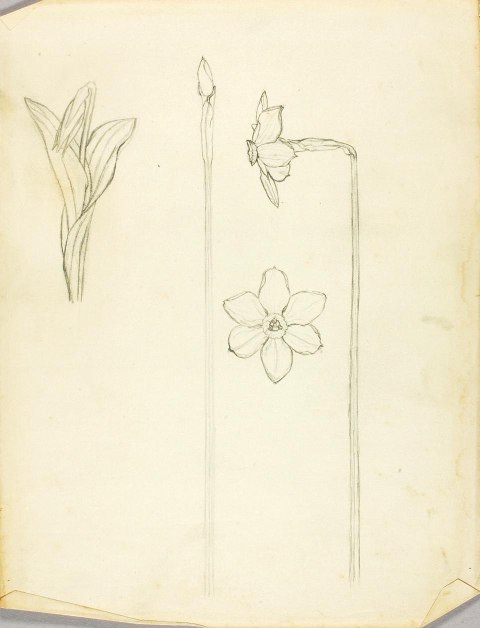 Plant Study | Smithsonian American Art Museum