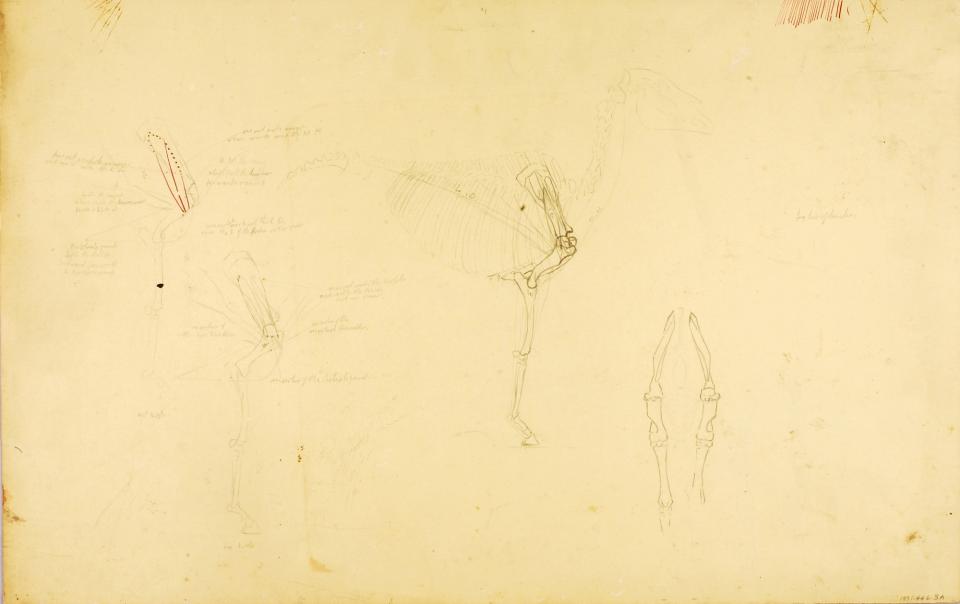Horse Anatomy | Smithsonian American Art Museum