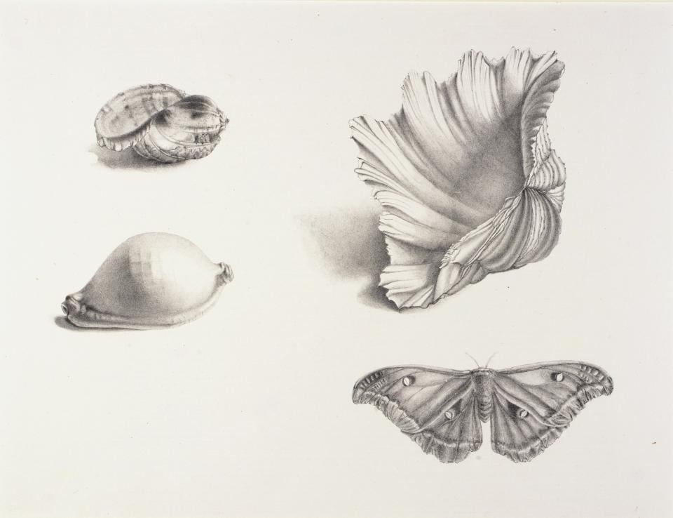 Shells and Moth | Smithsonian American Art Museum