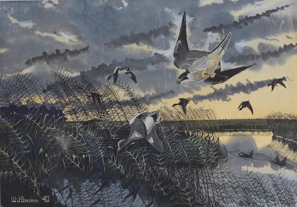 Duck Hawk after Widgeon | Smithsonian American Art Museum