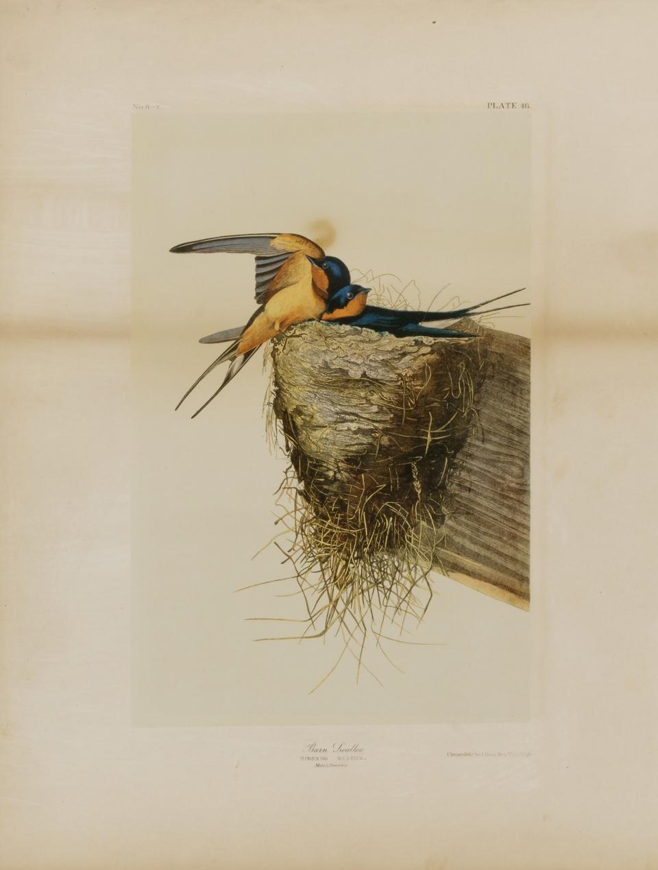 Barn Swallow | Smithsonian American Art Museum