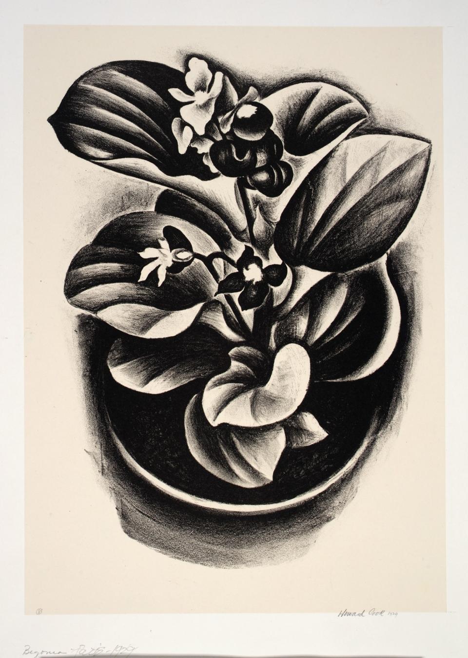 Begonia | Smithsonian American Art Museum