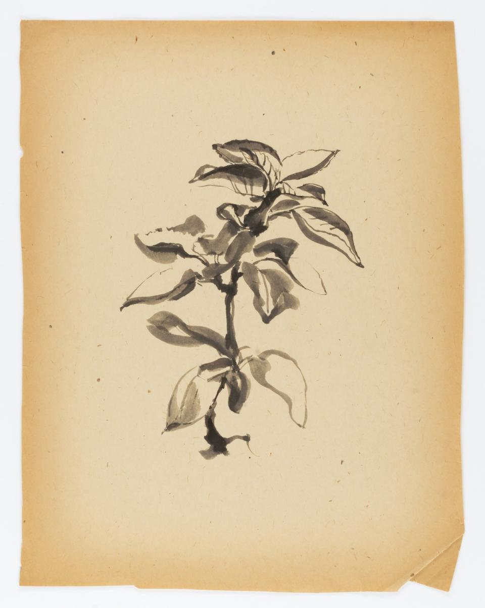 Plant Study | Smithsonian American Art Museum