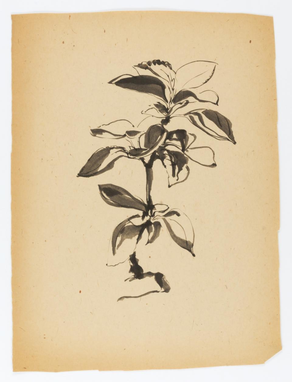 Plant Study | Smithsonian American Art Museum