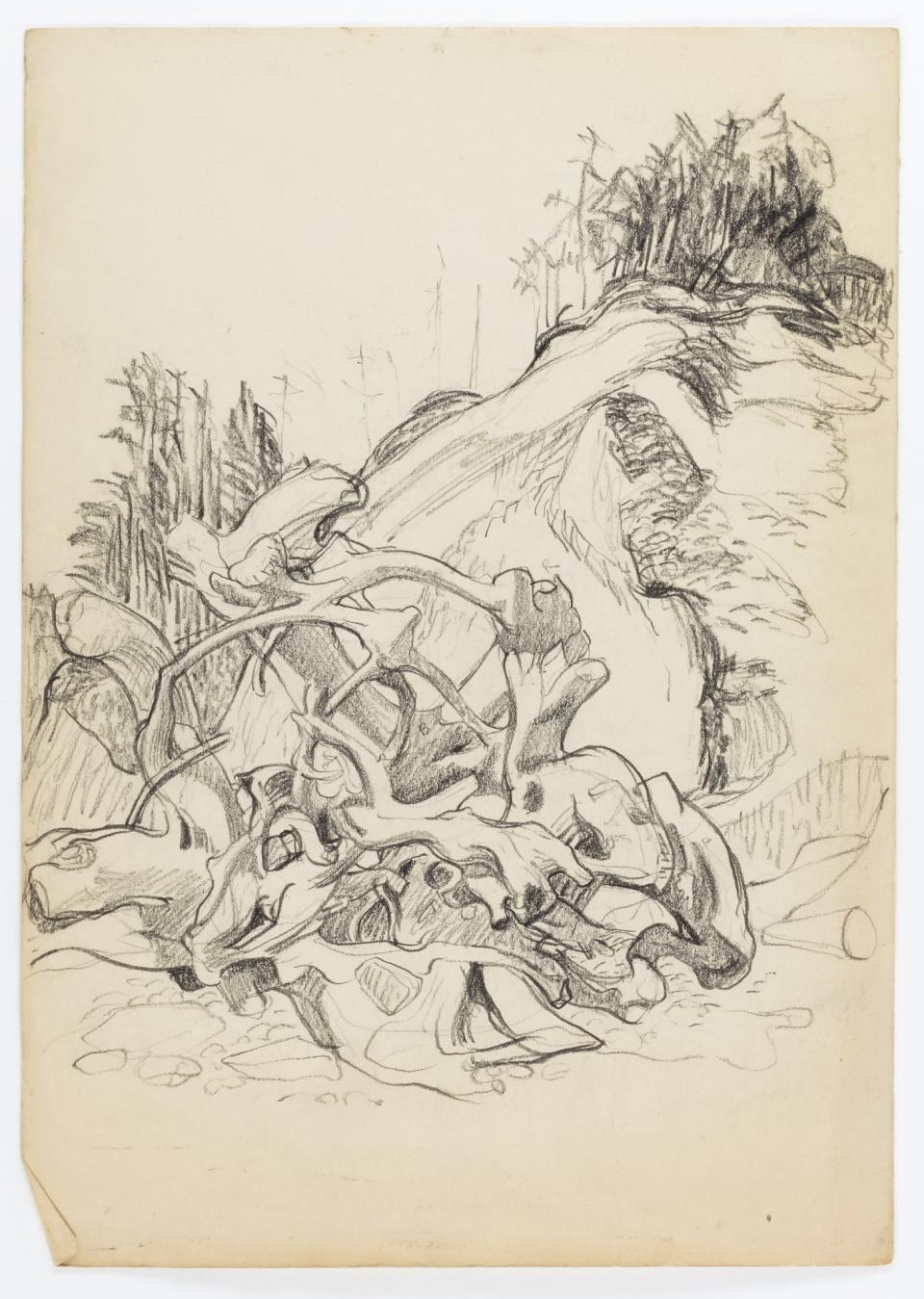Roots and Trees | Smithsonian American Art Museum