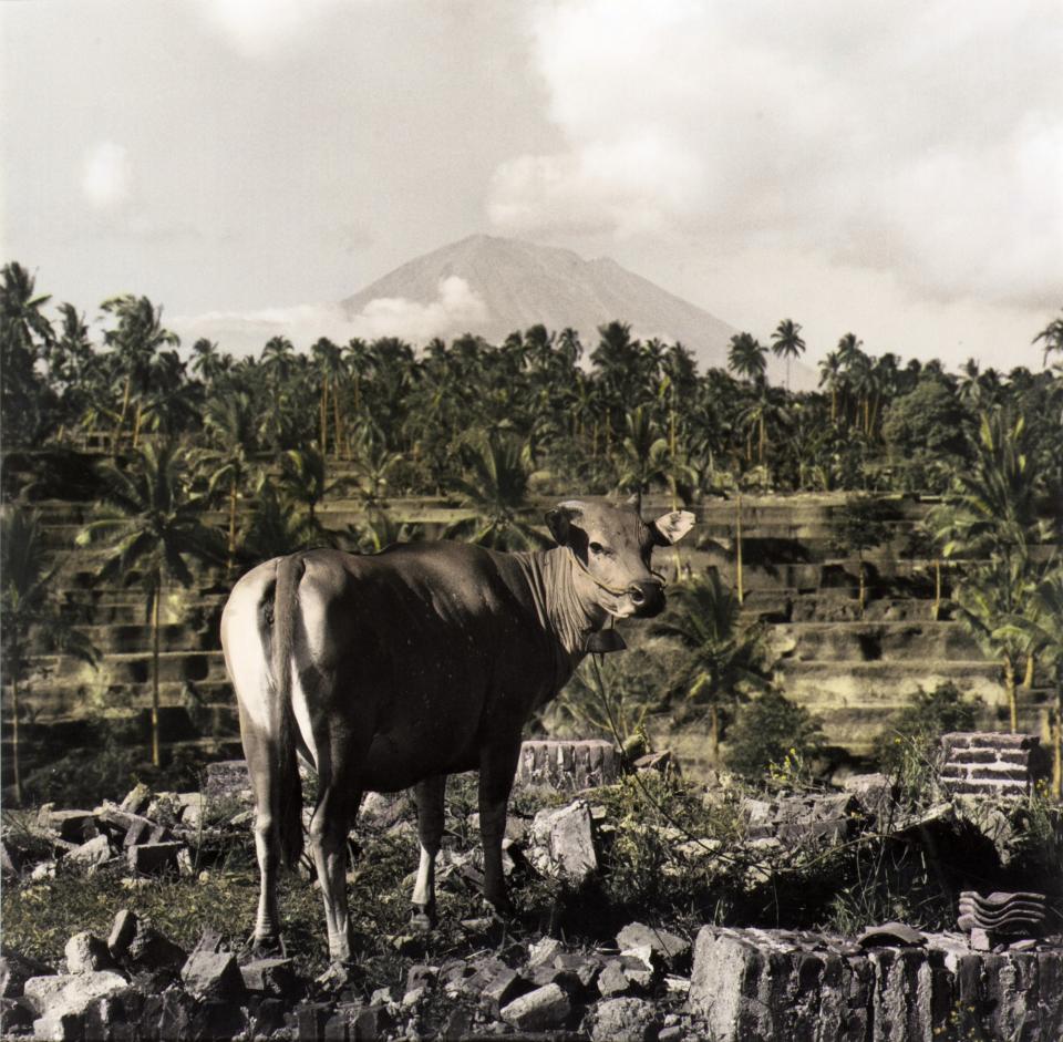 Bali Cow | Smithsonian American Art Museum