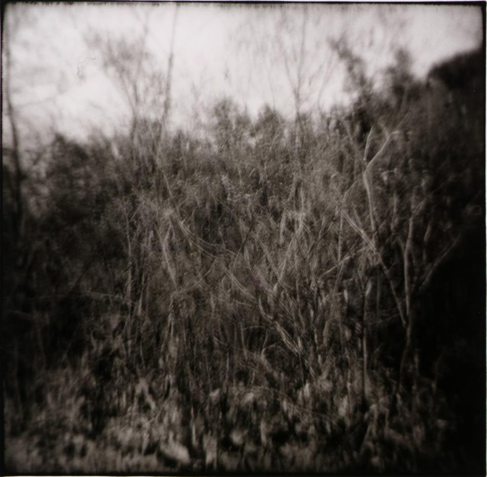 Trees Crossing | Smithsonian American Art Museum